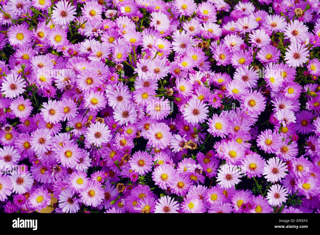 Small garden Astra flowers. Group of Alpine asters (Aster Alpinus Stock ...