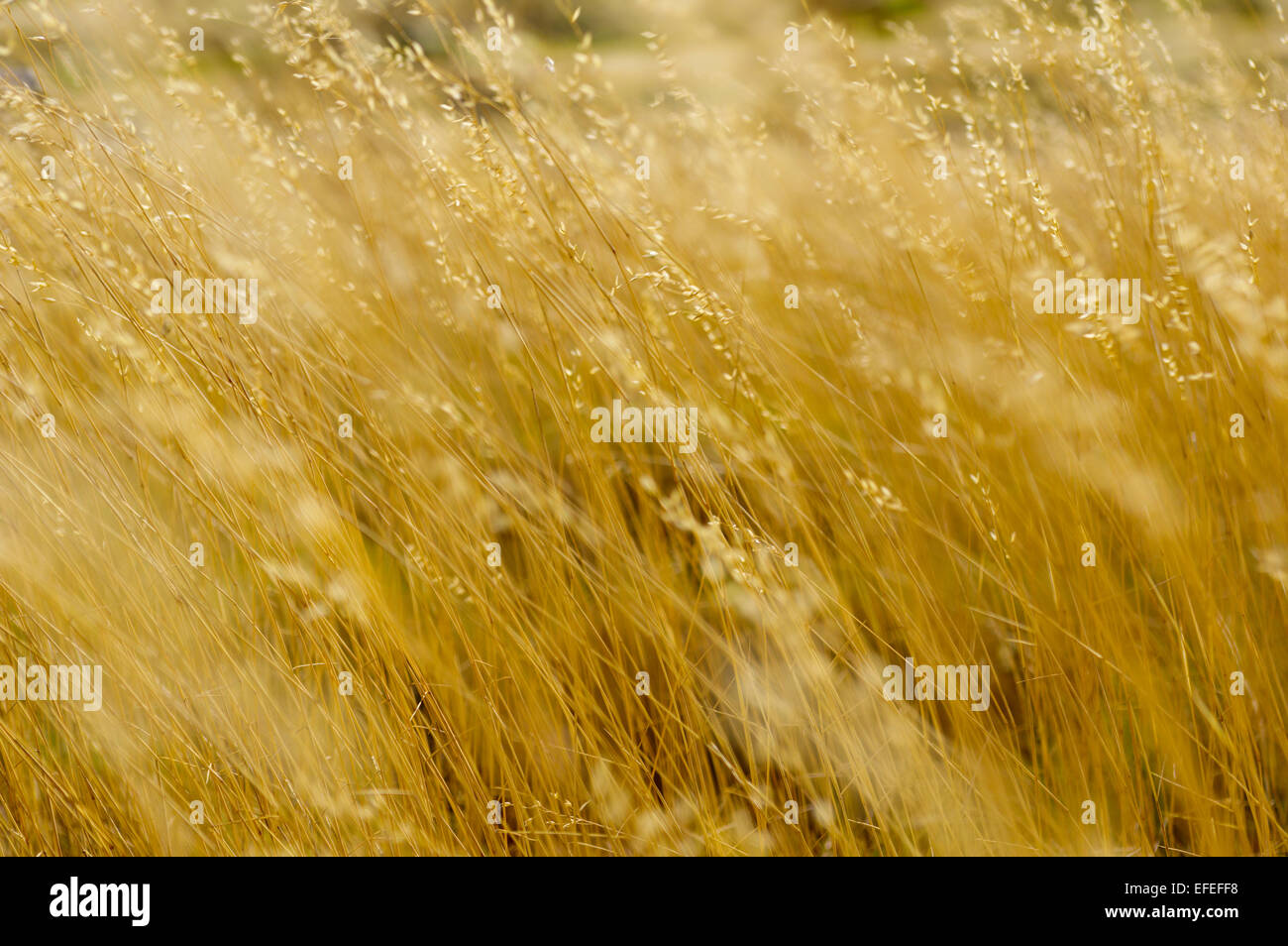 Grasses blowing in the wind hi-res stock photography and images - Alamy