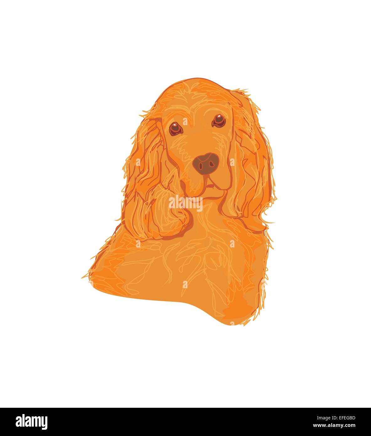 English cocker spaniel isolated on white Stock Vector Image & Art - Alamy