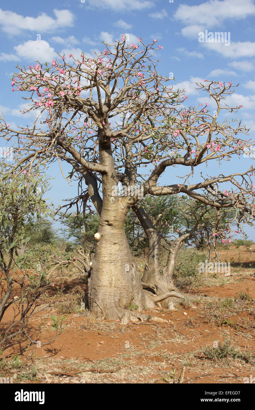 Desert-rose, Ethiopia, Africa Stock Photo - Alamy