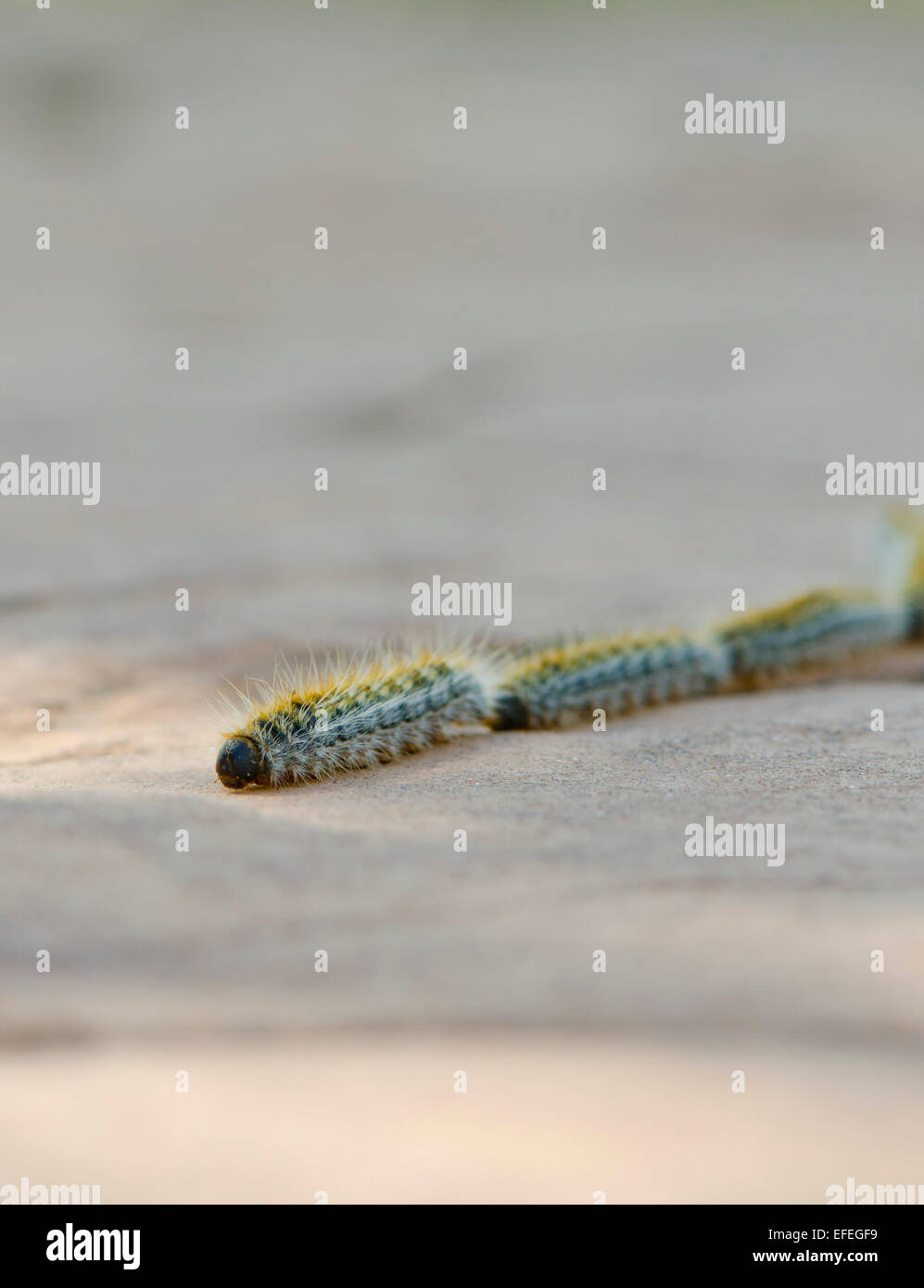 Pine processionary caterpillars, Thaumetopoea pityocampa, larvae ...