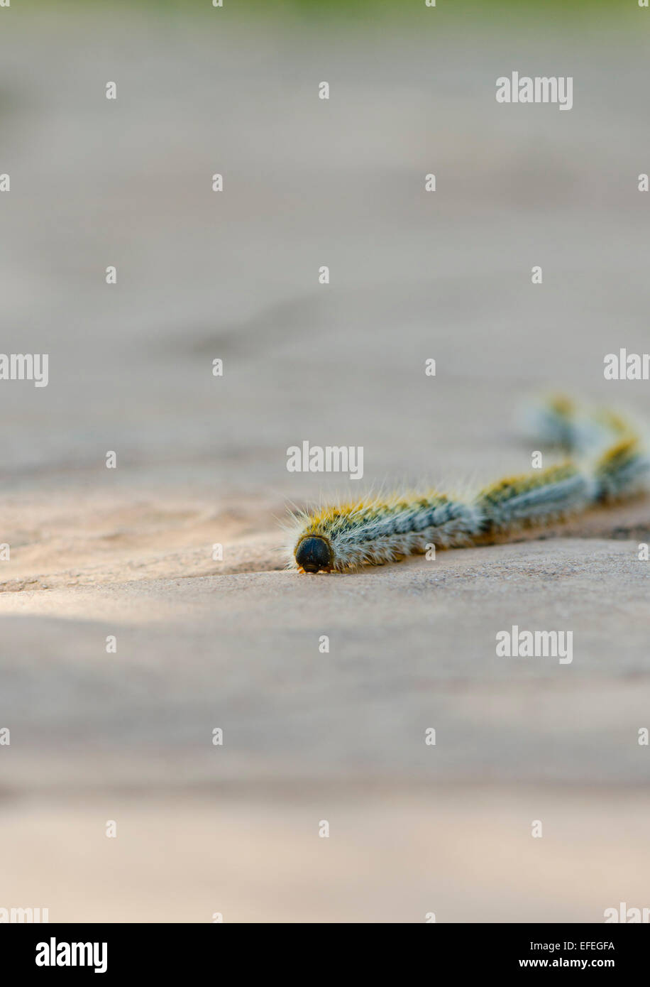 Pine processionary caterpillar hi-res stock photography and images - Alamy