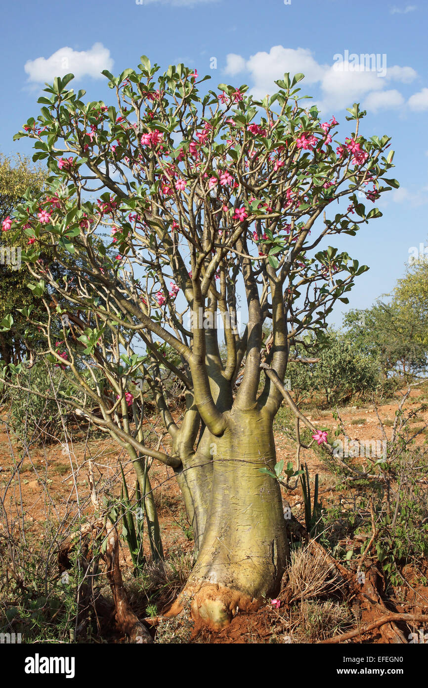 Desert-rose, Ethiopia, Africa Stock Photo - Alamy