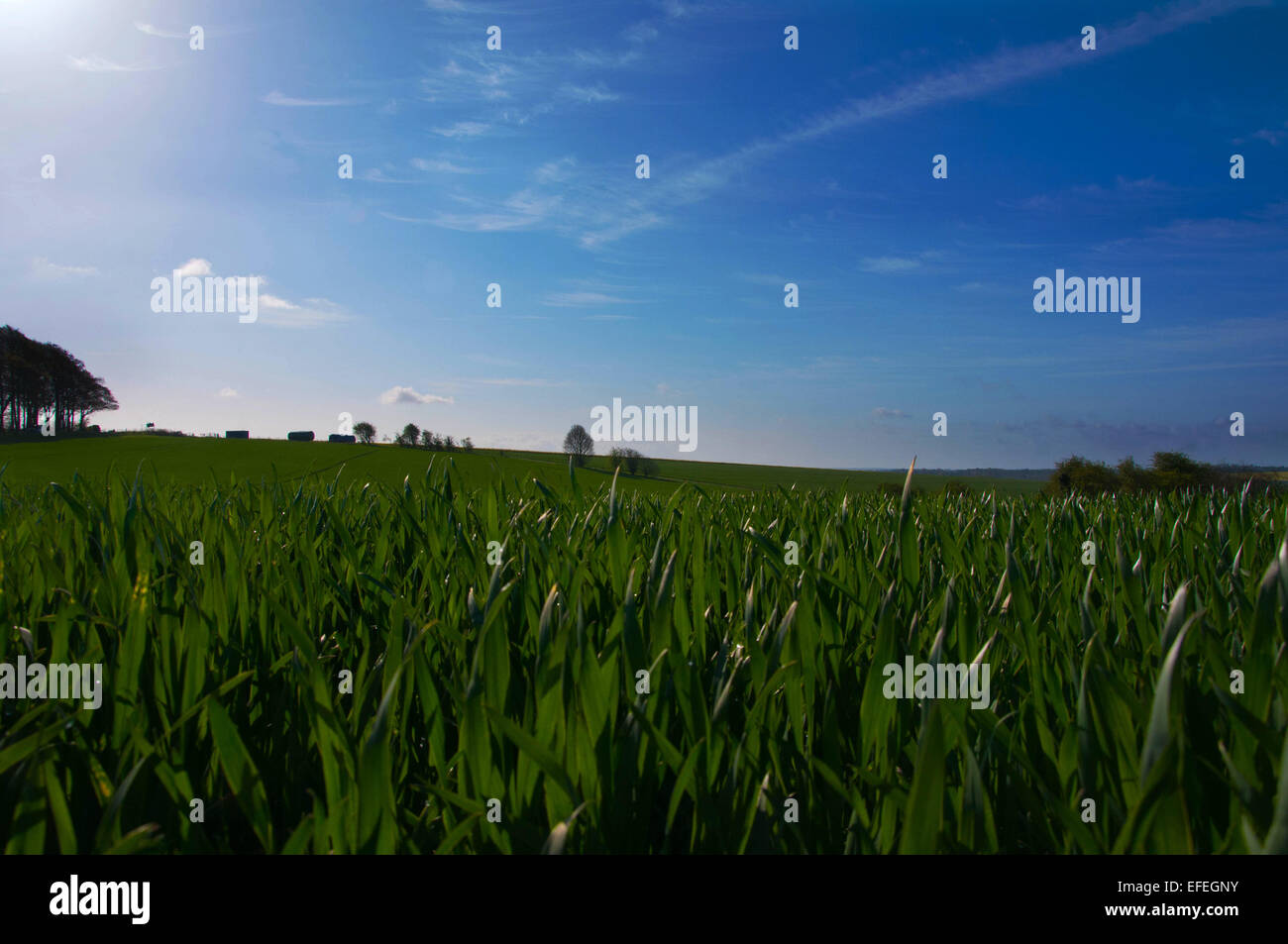 A field of crops in summer Stock Photo - Alamy