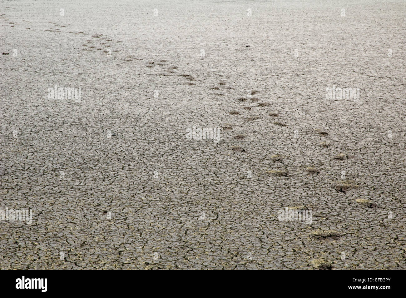 Peeling earth hi-res stock photography and images - Alamy