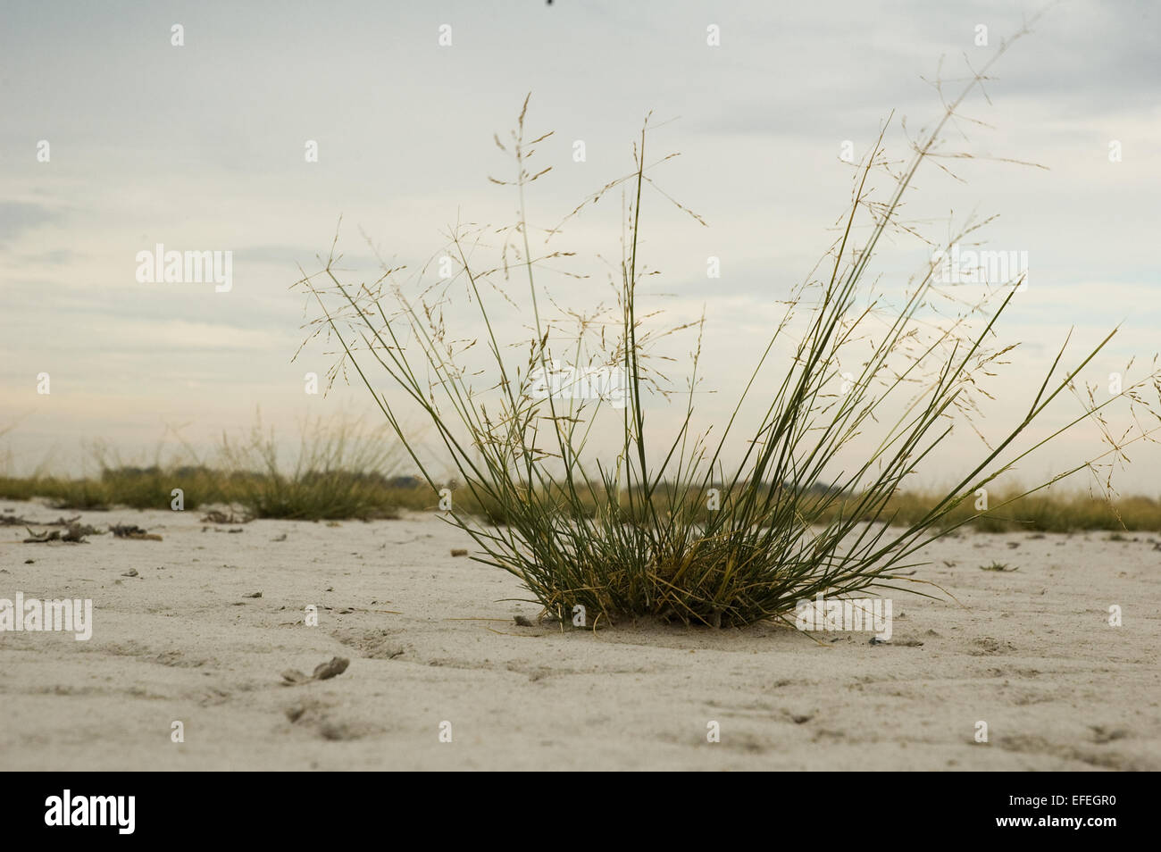 Peeling earth hi-res stock photography and images - Alamy