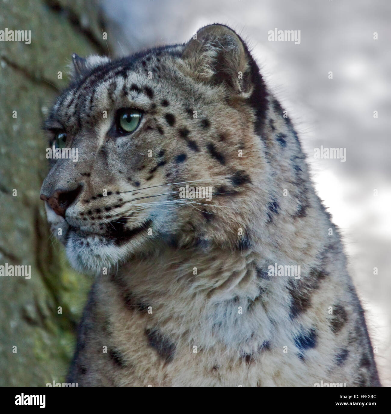 Snow leopards uncia uncia hi-res stock photography and images - Alamy