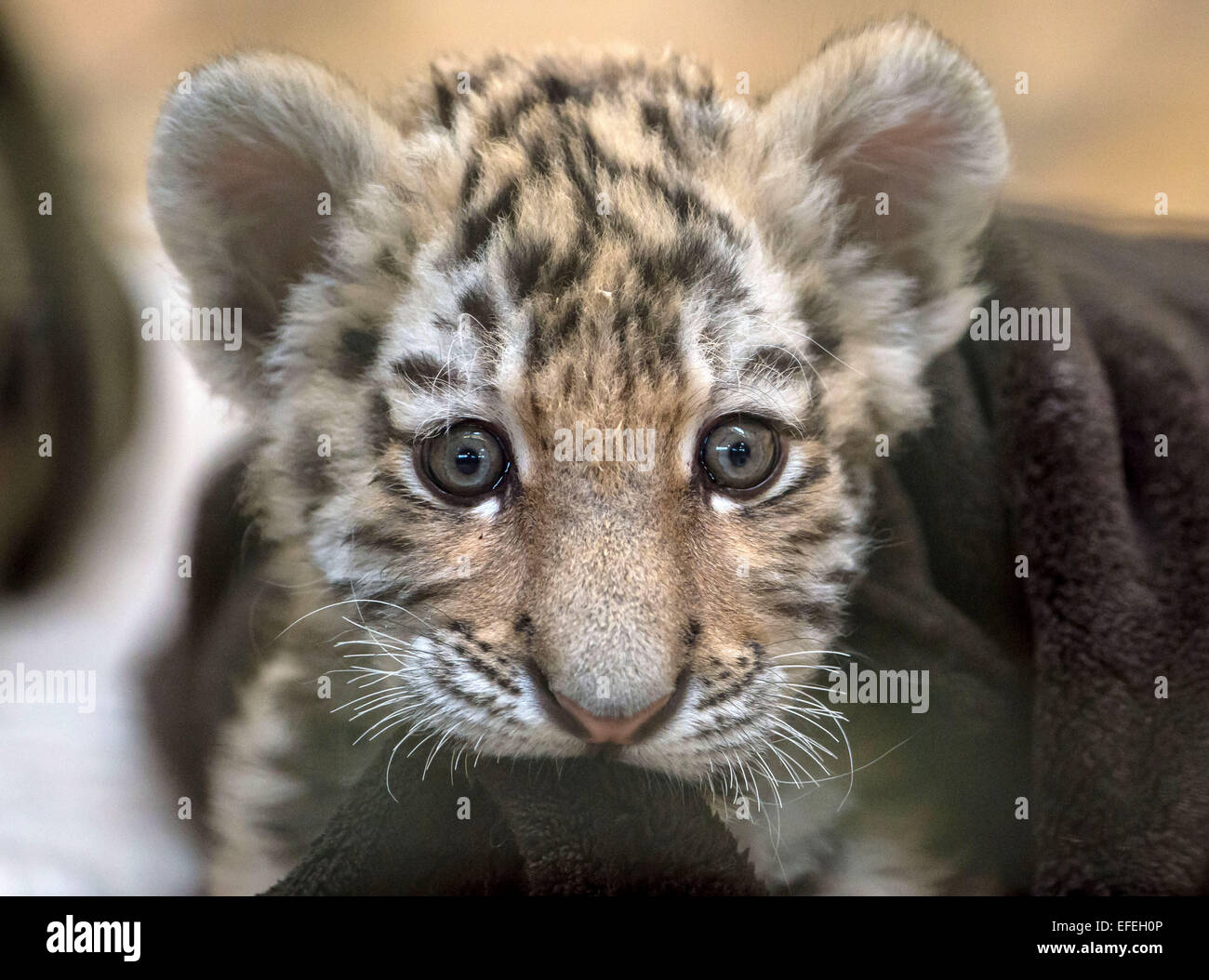 Berlin, Germany. 02nd Feb, 2015. Female tiger cub Alisha plays in her ...