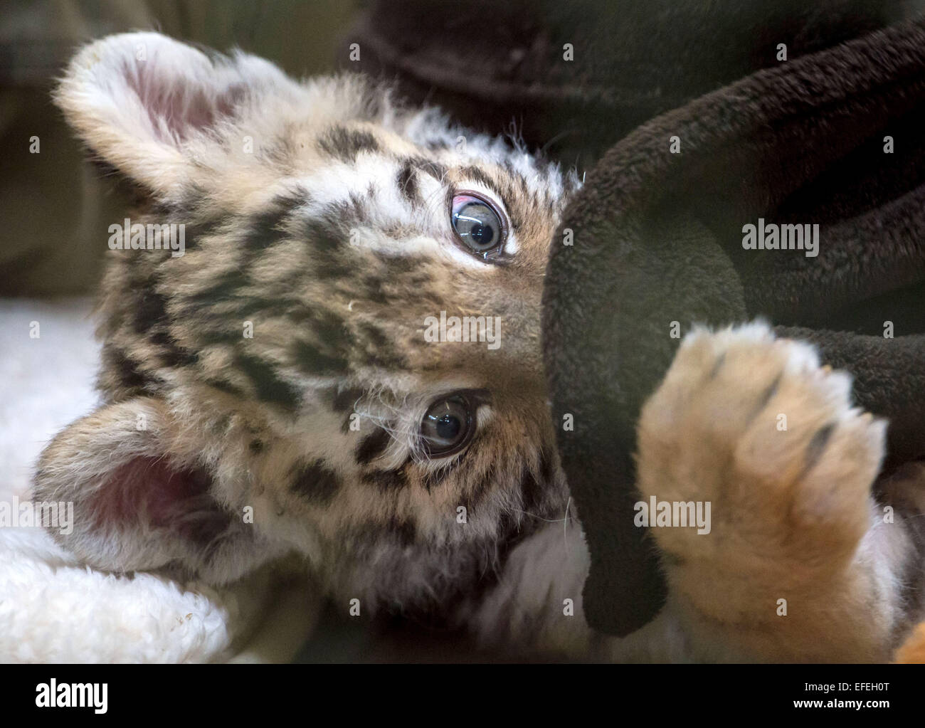 Berlin, Germany. 02nd Feb, 2015. Female tiger cub Alisha plays in her ...