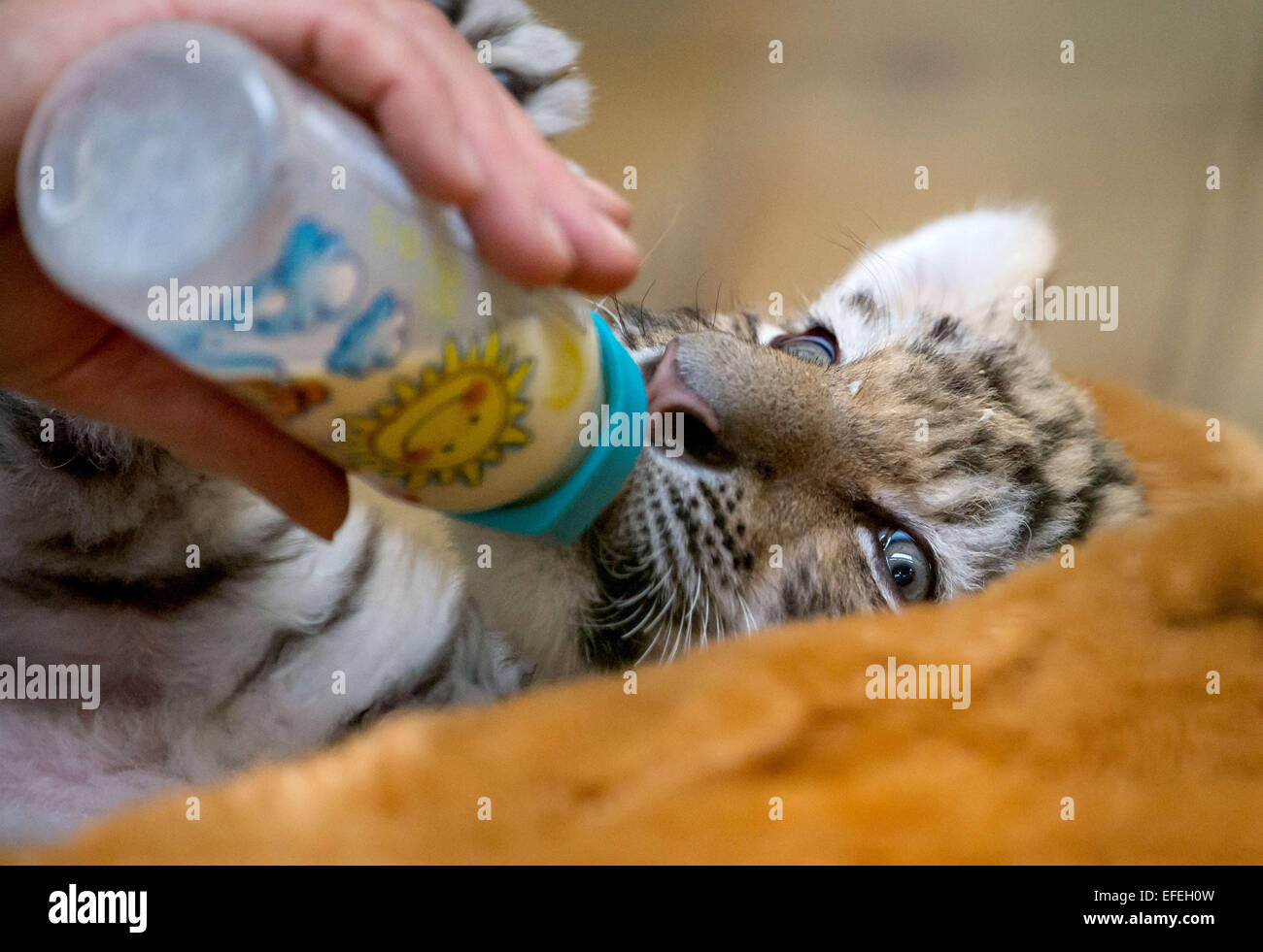 Berlin, Germany. 02nd Feb, 2015. Female tiger cub Alisha is fed from a ...