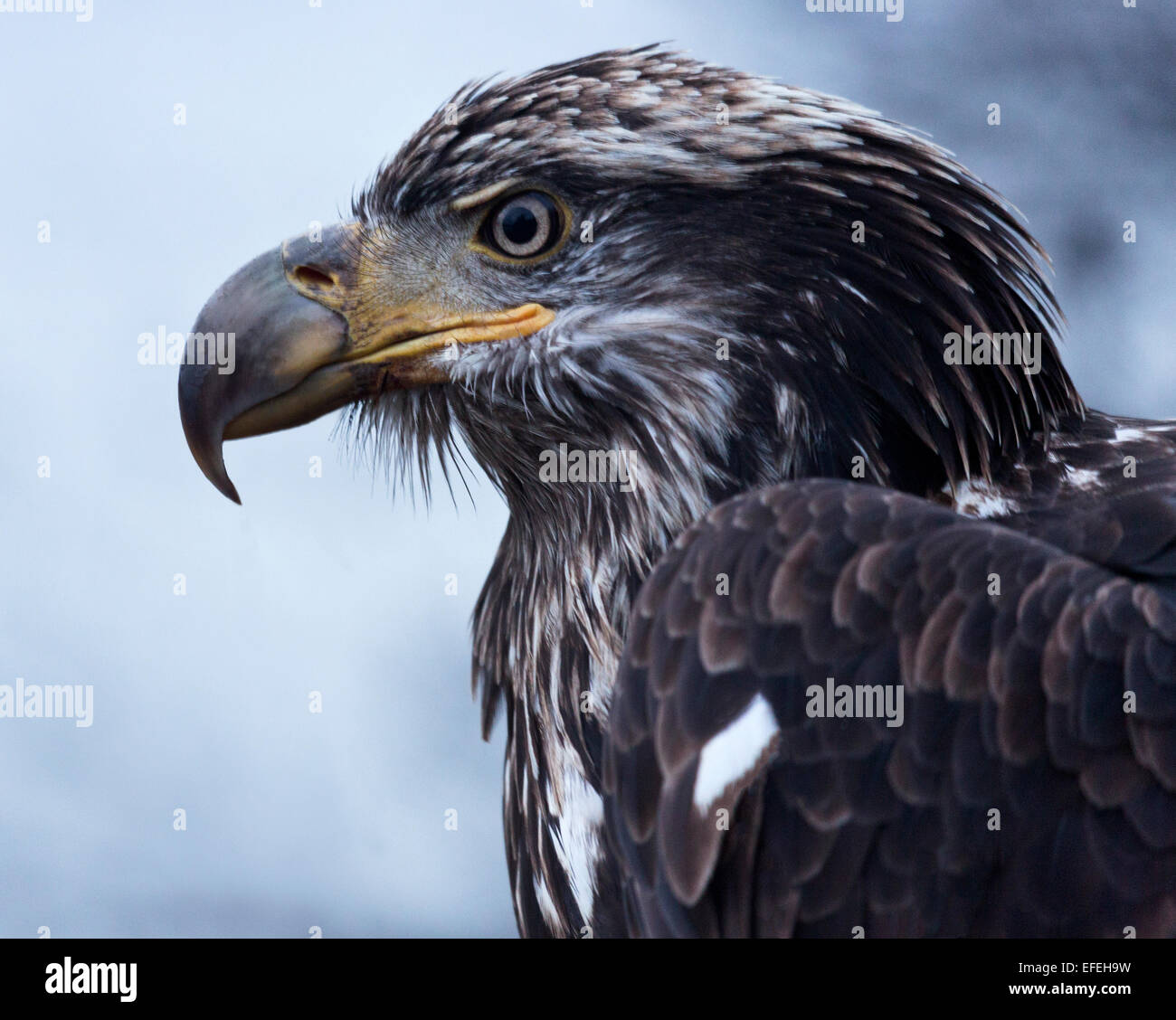 Chilkat river hi-res stock photography and images - Alamy