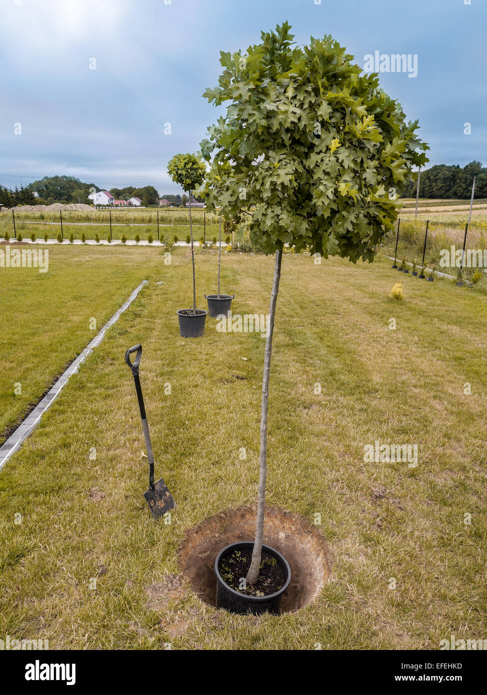 Three oak trees being planted into the ground Stock Photo - Alamy