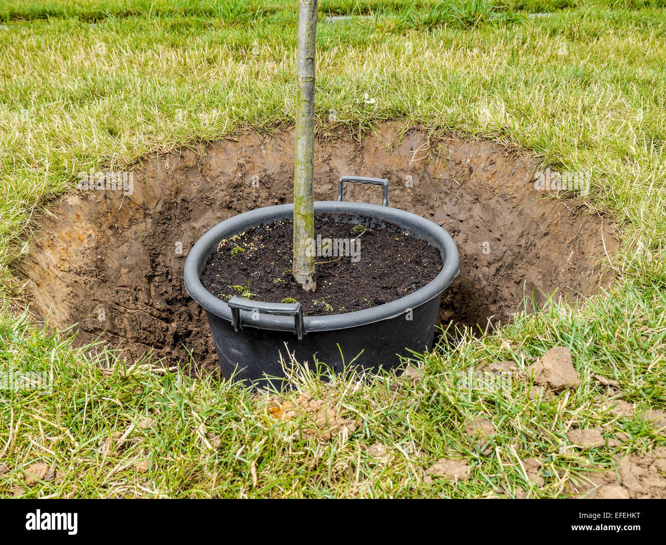 Plant tree dig hole hi-res stock photography and images - Alamy