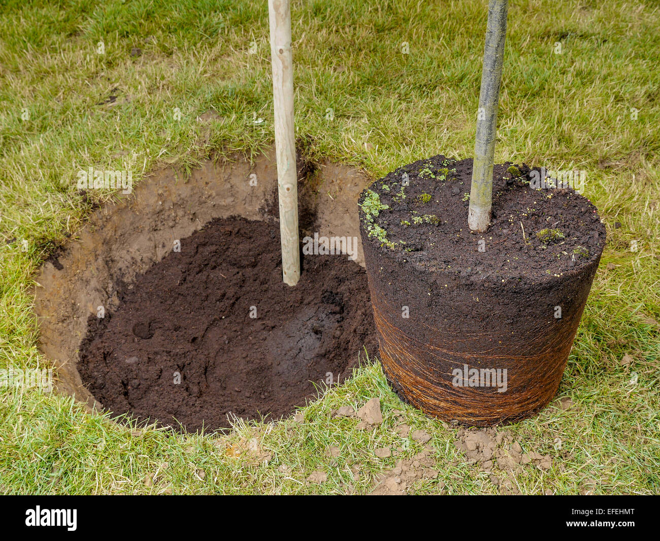 Tree roots hole hi-res stock photography and images - Alamy