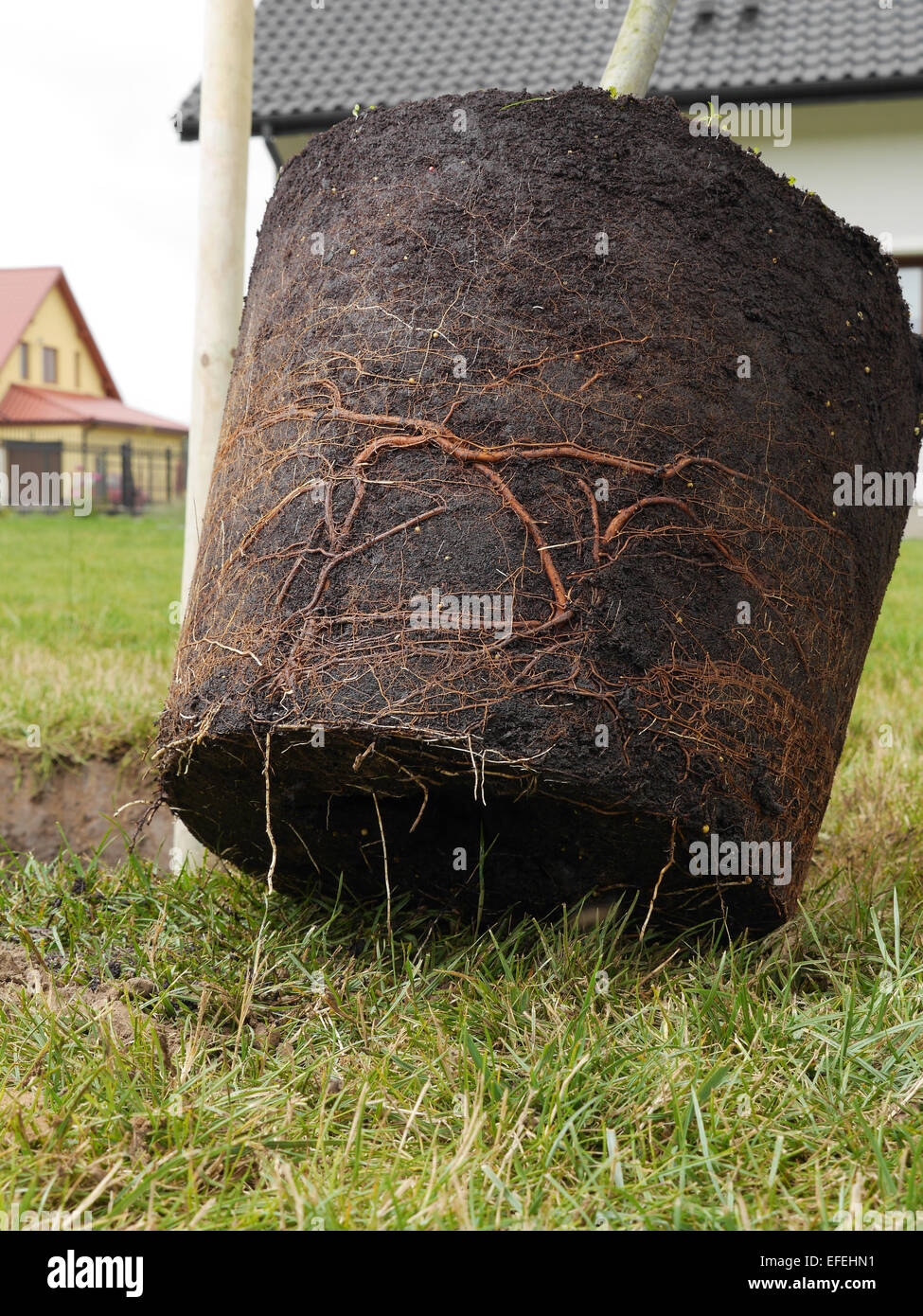 Tree roots hole hi-res stock photography and images - Alamy