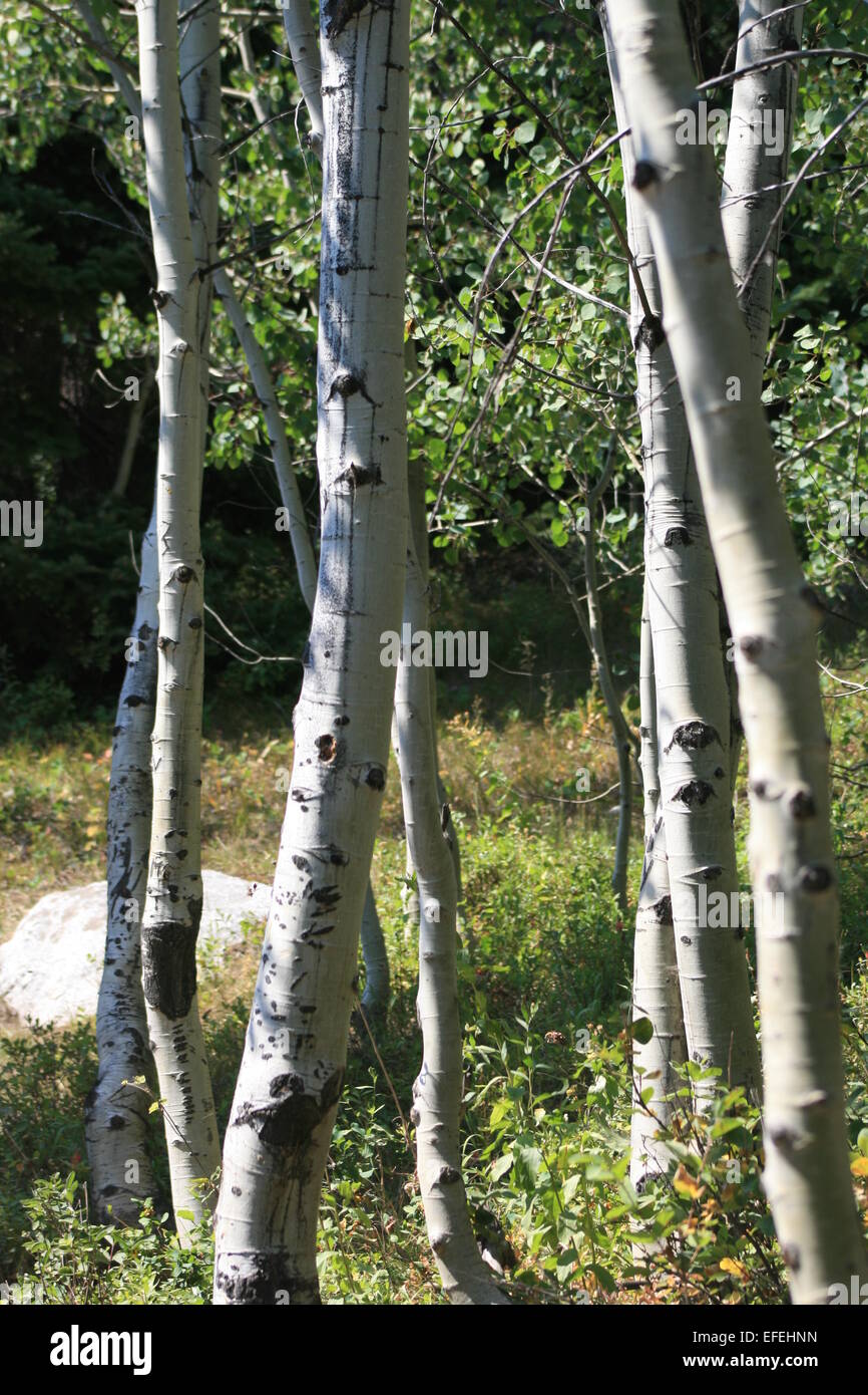 Aspen Tree at Lake Jenny Stock Photo - Alamy