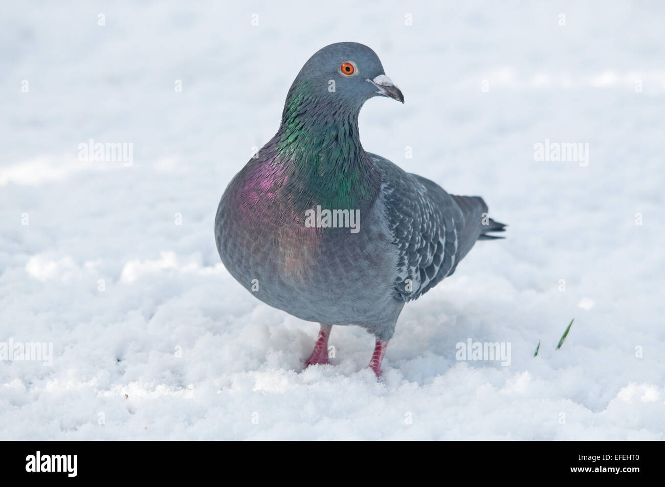 Pigeon on ice hi-res stock photography and images - Alamy