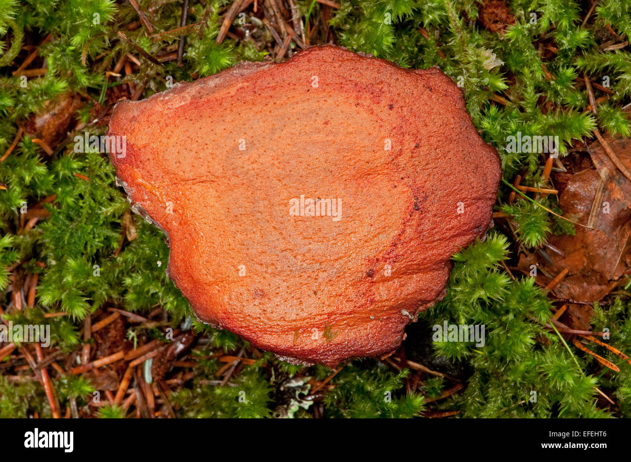 Inner layer of a flake of Pine Tree bark Stock Photo - Alamy
