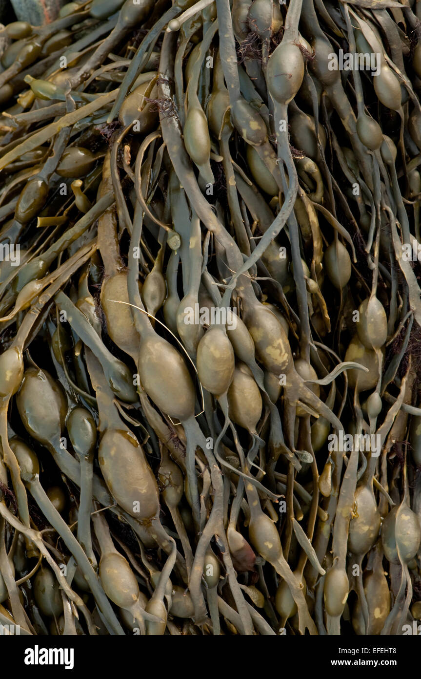 Knotted Wrack Seedweed washed up after a Winter storm Stock Photo - Alamy