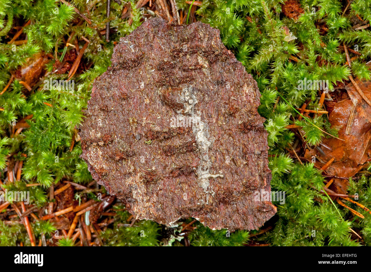 Outer layer of a flake of Pine Tree bark Stock Photo - Alamy