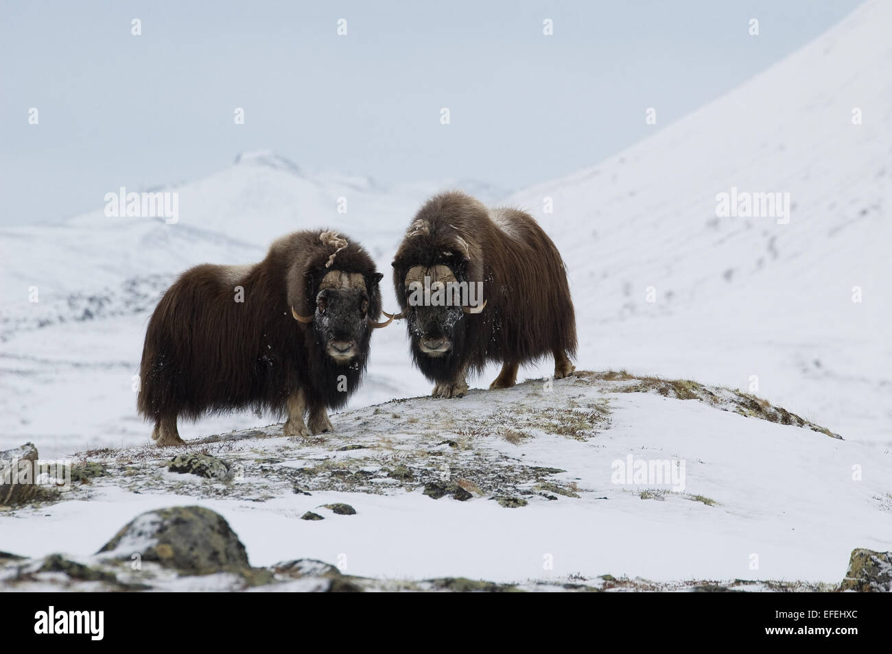 Musk-ox in Norge Stock Photo - Alamy