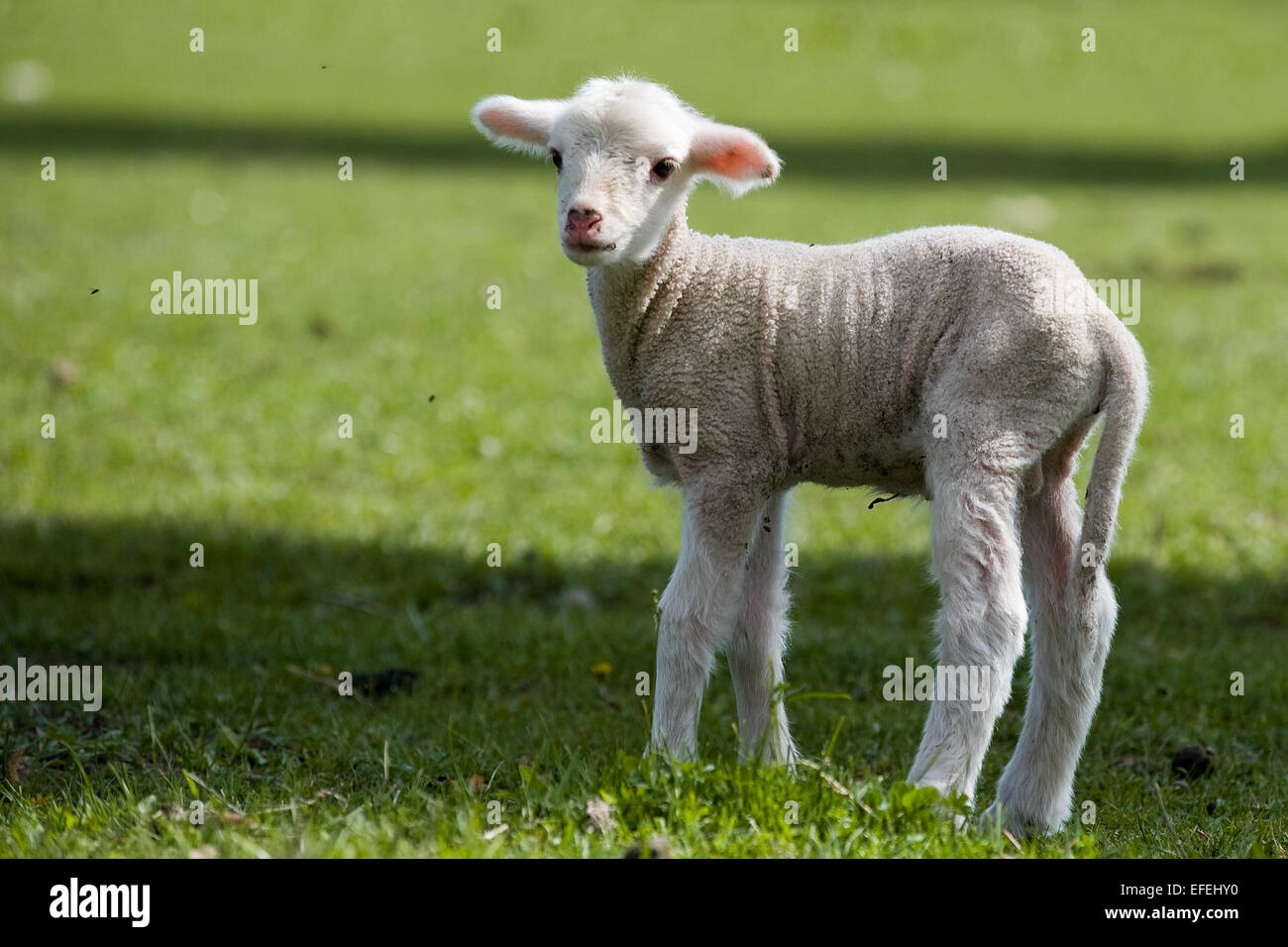 Lamb - young sheep - is standing on the meadow Stock Photo - Alamy
