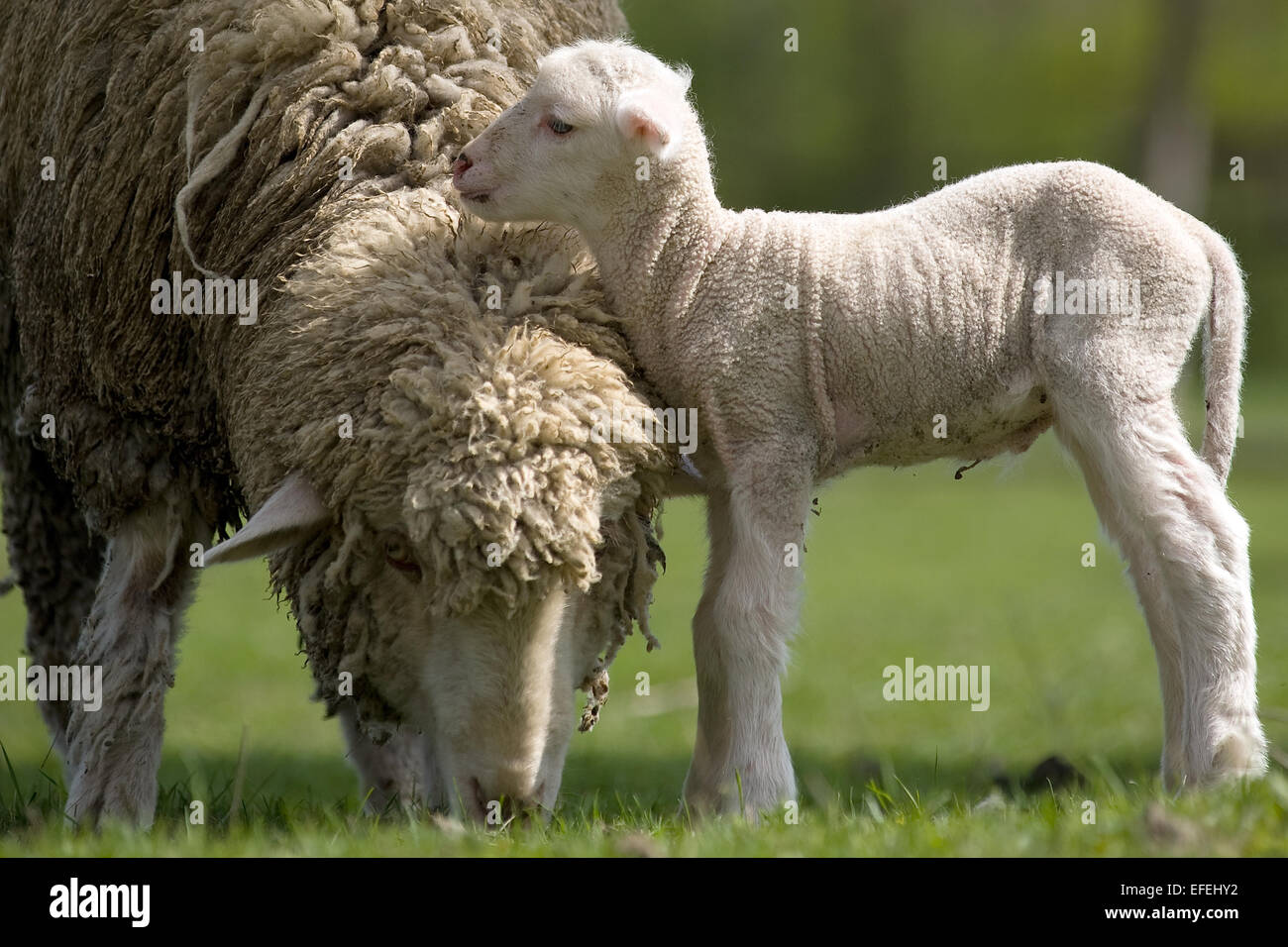 Sheep with young sheep. For mother's day Stock Photo - Alamy