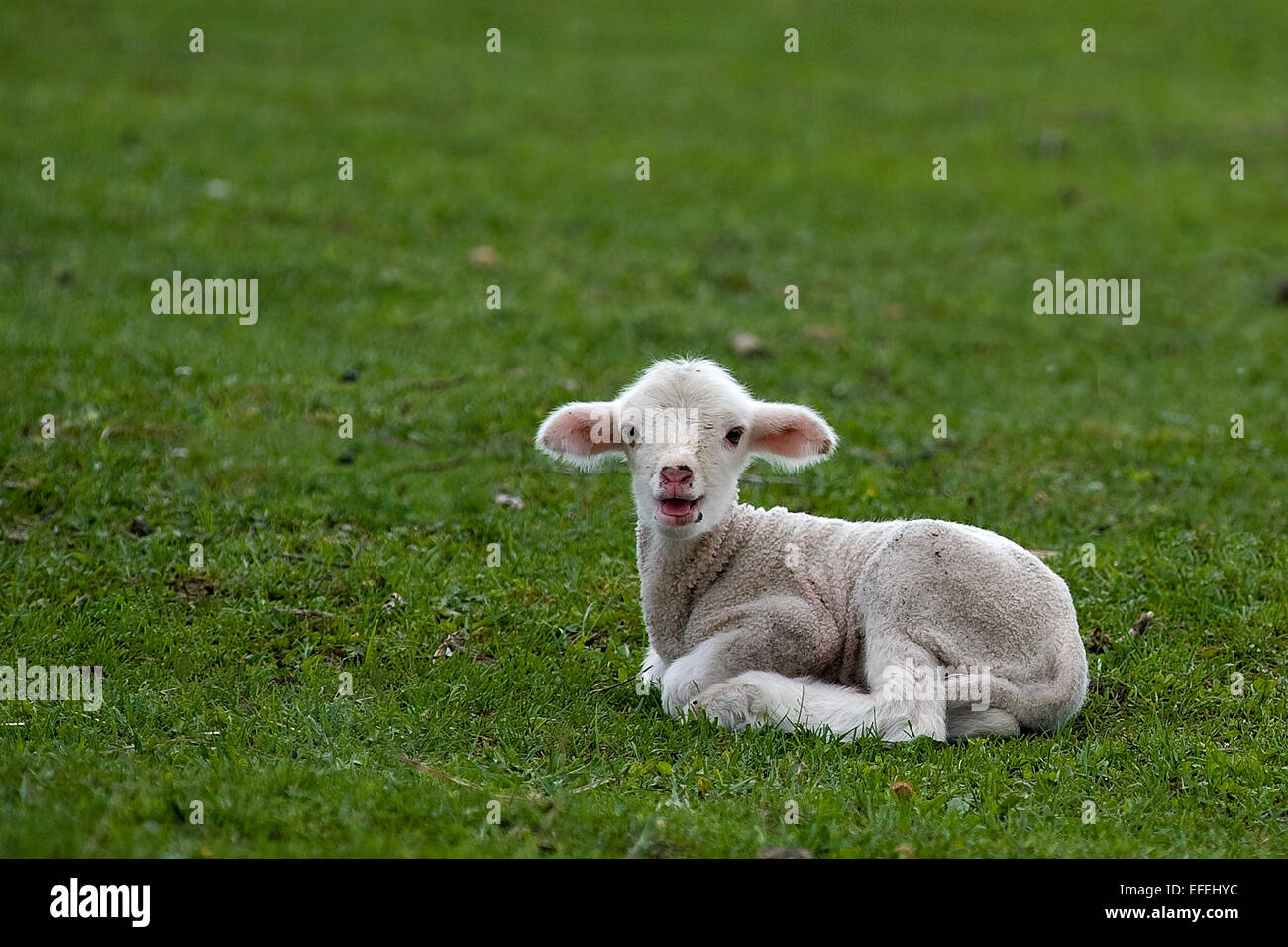 Lamb - young sheep - is looking into the camera Stock Photo - Alamy