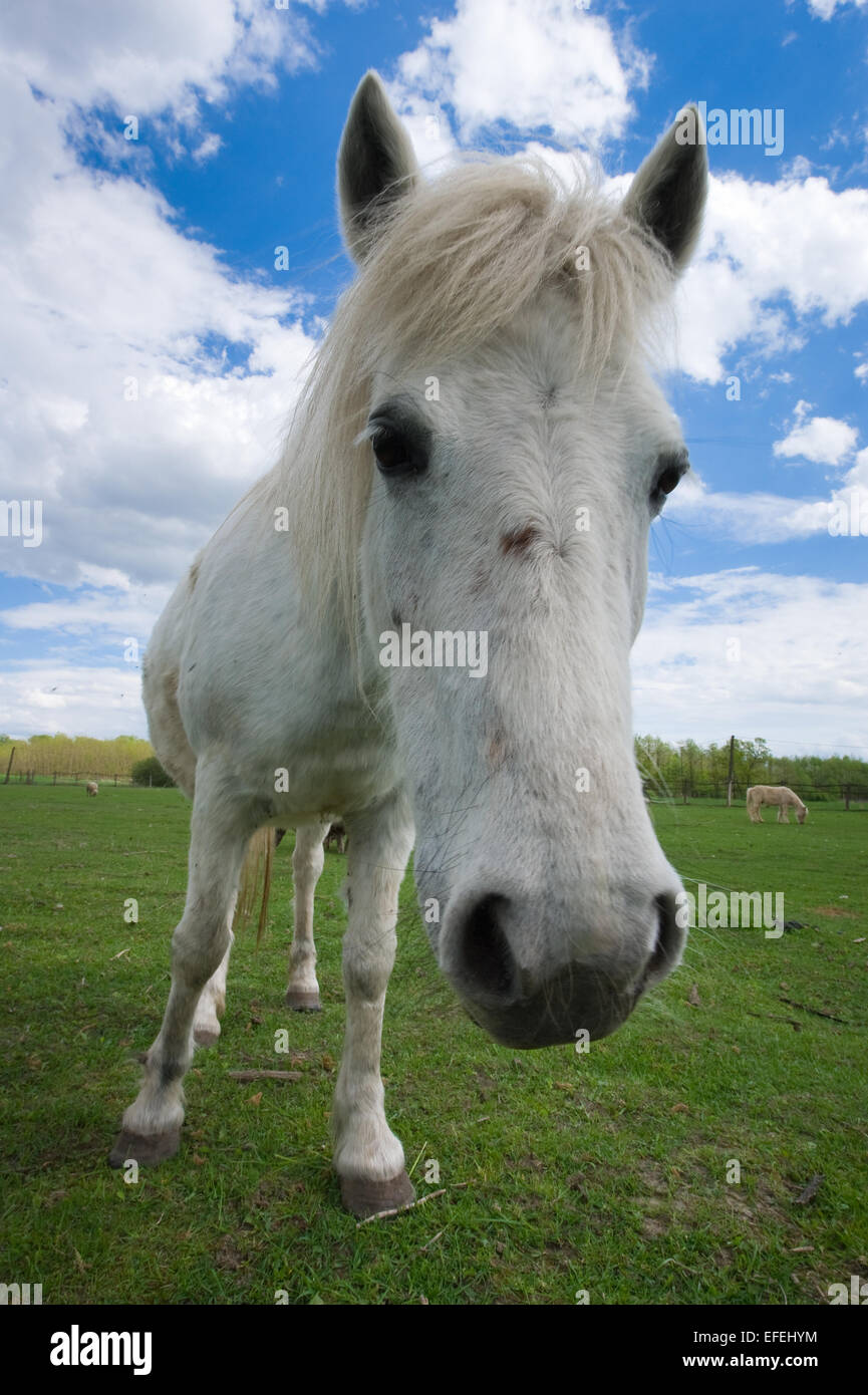 Big head horse made wide hi-res stock photography and images - Alamy