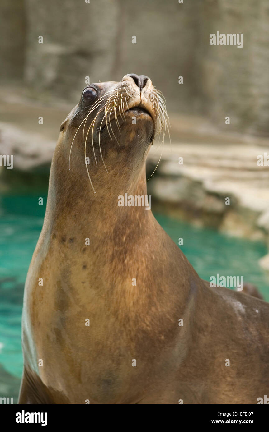 Large seal of the family phocidae hi-res stock photography and images ...