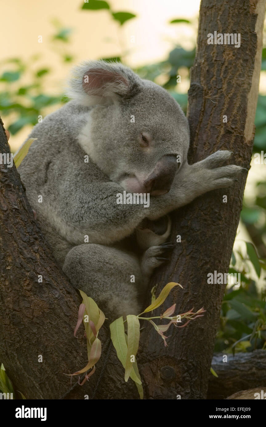 Sleeping dreaming Koala in an european zoo Stock Photo - Alamy
