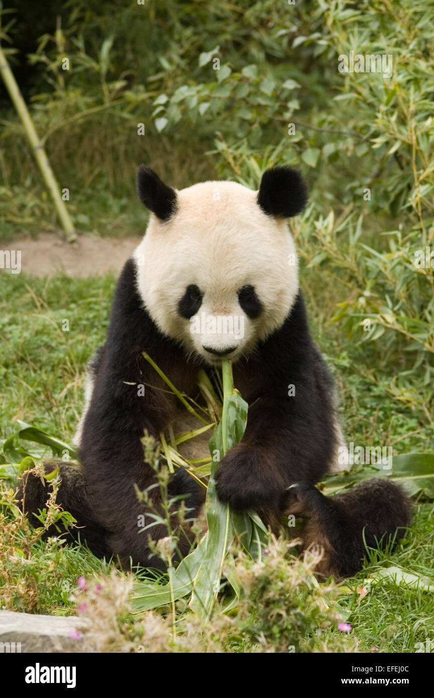 Panda bear enjoying a light snack of bamboo Stock Photo - Alamy