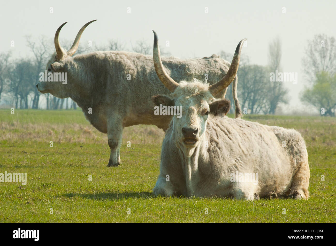 Hungarian gray cattle cows hi-res stock photography and images - Alamy
