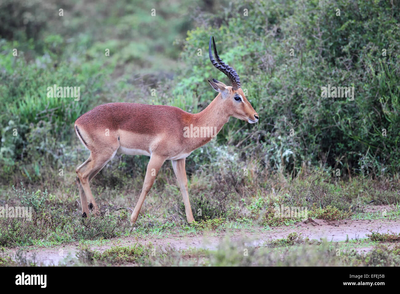 Male Impala (Aepyceros melampus) in the Amakhala Game Reserve, Eastern ...