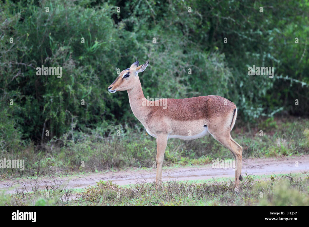 Impala in africa hi-res stock photography and images - Alamy