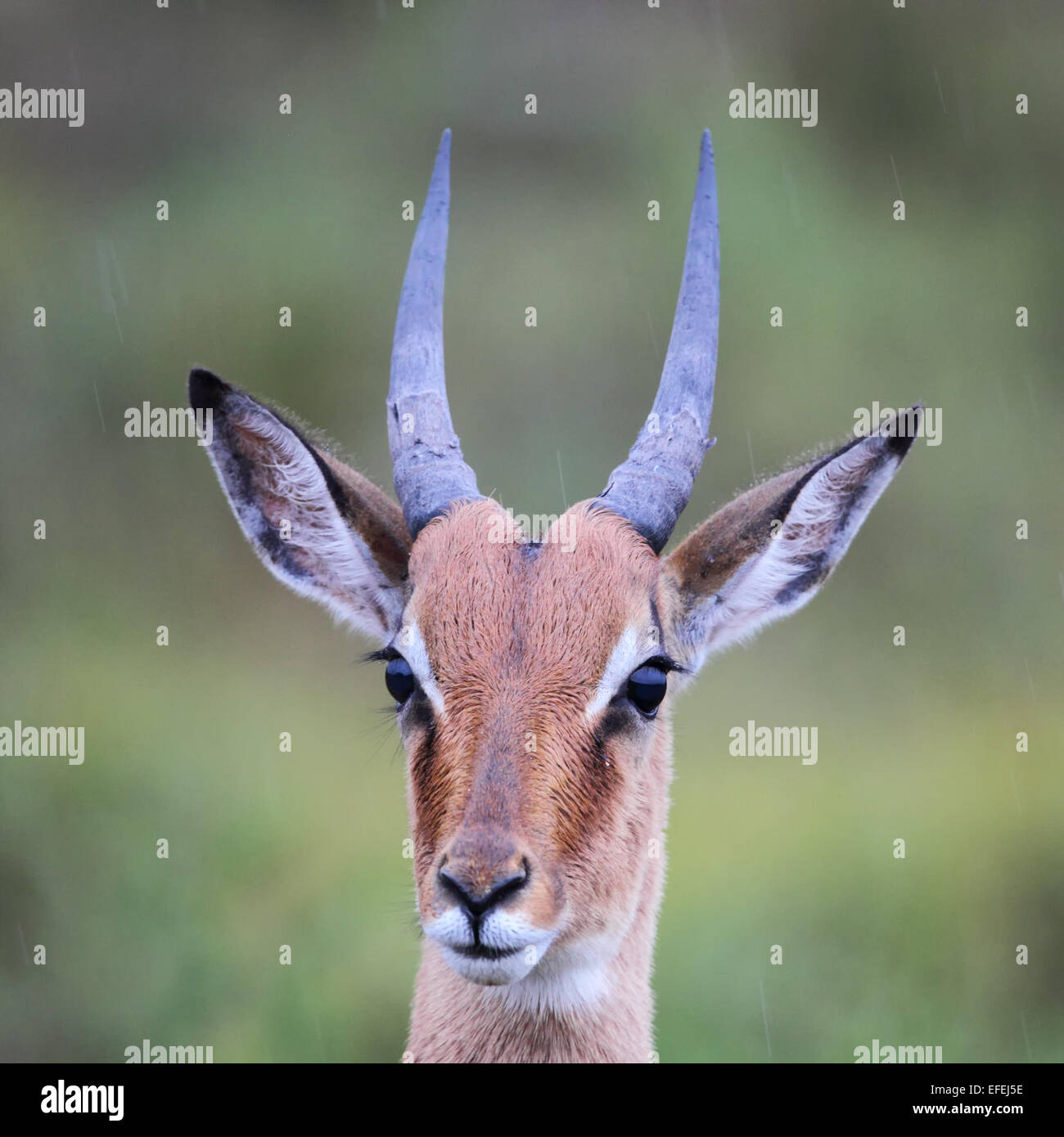 Close up of a juvenile male Impala (Aepyceros melampus) in the Amakhala ...