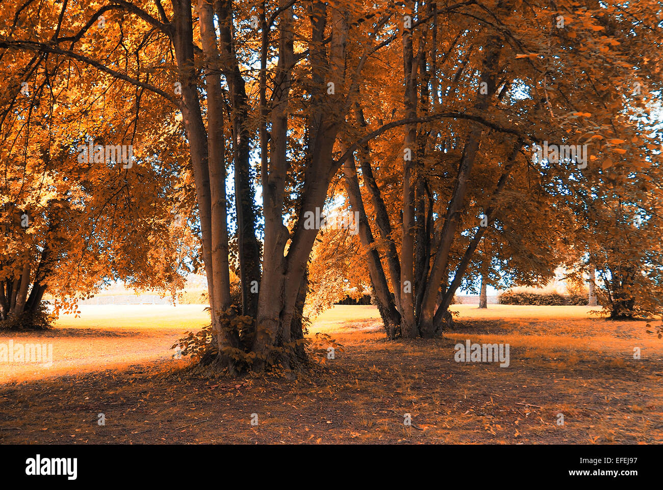 Arbre triste hi-res stock photography and images - Alamy