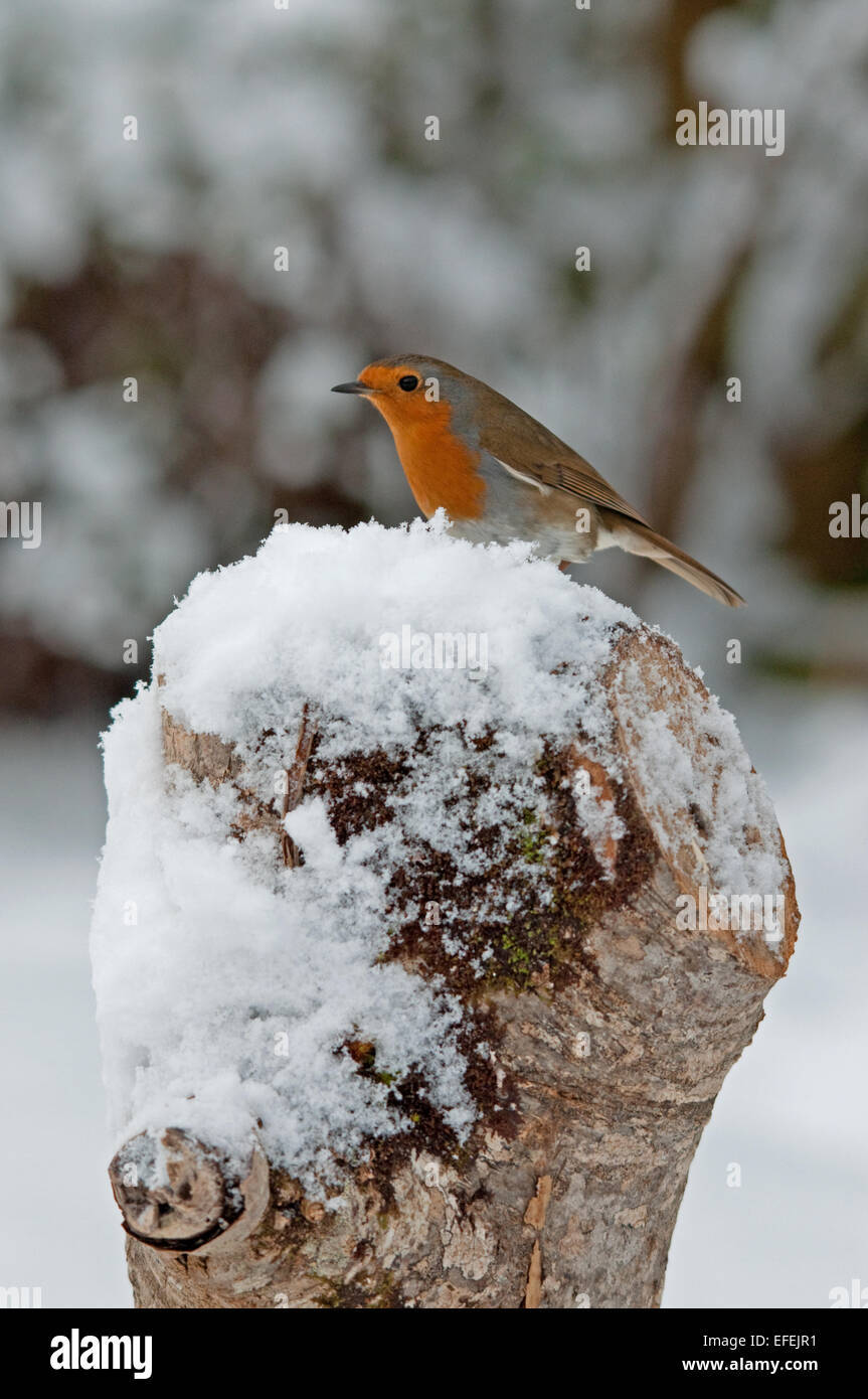 Robin on a stump hi-res stock photography and images - Alamy