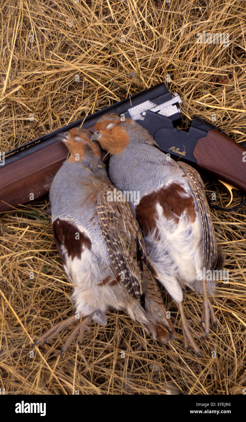 Hungarian or gray partridge (Perdix perdix) and shotgun hunting near ...