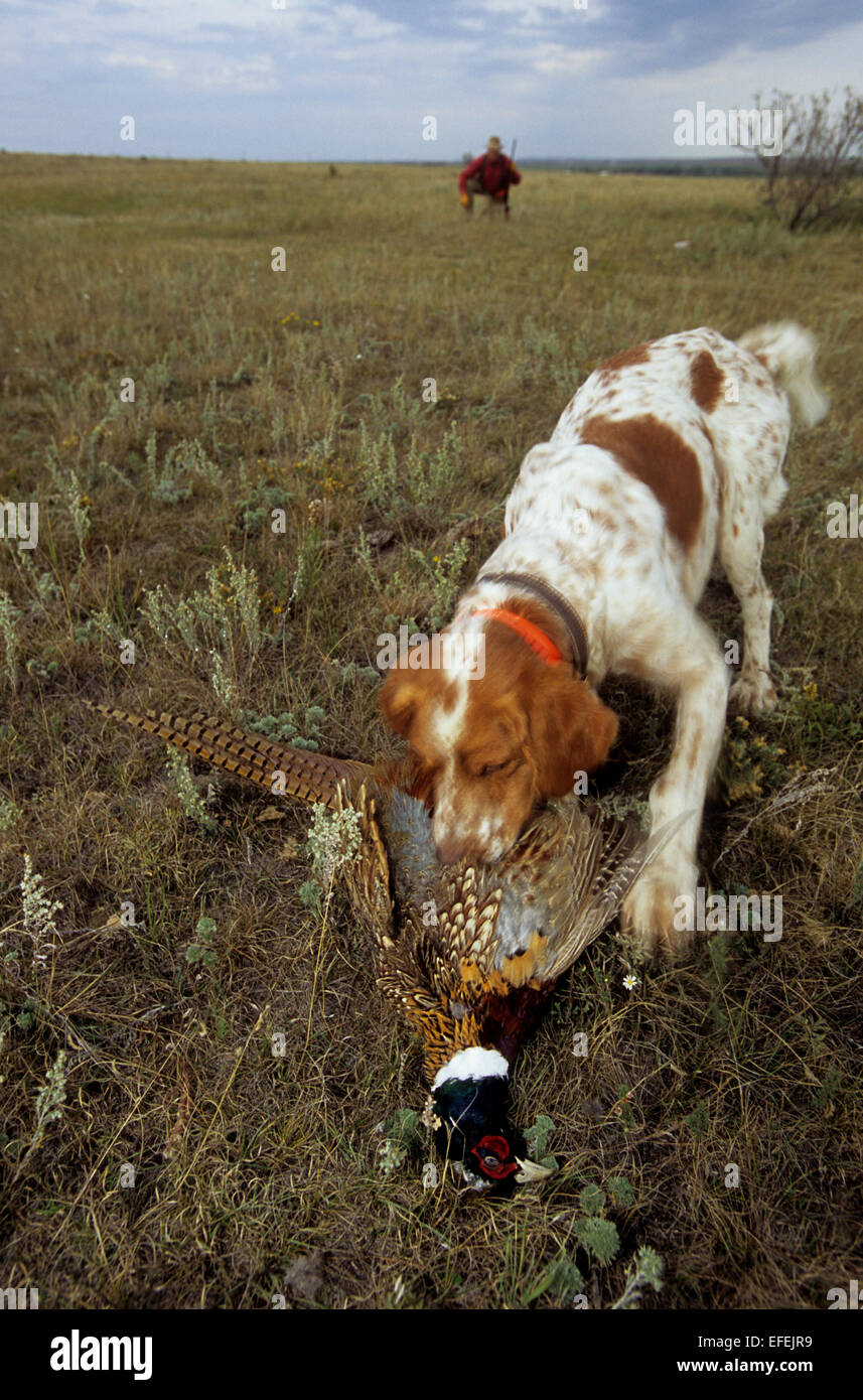 An English Setter hunting dog retrieving a ring-necked pheasant ...
