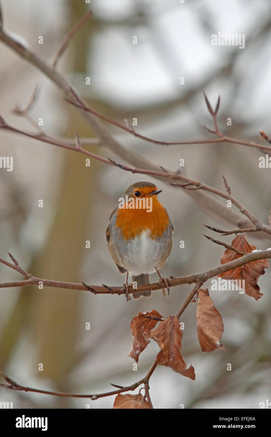 Robin perching in a Copper Beech Tree Stock Photo - Alamy