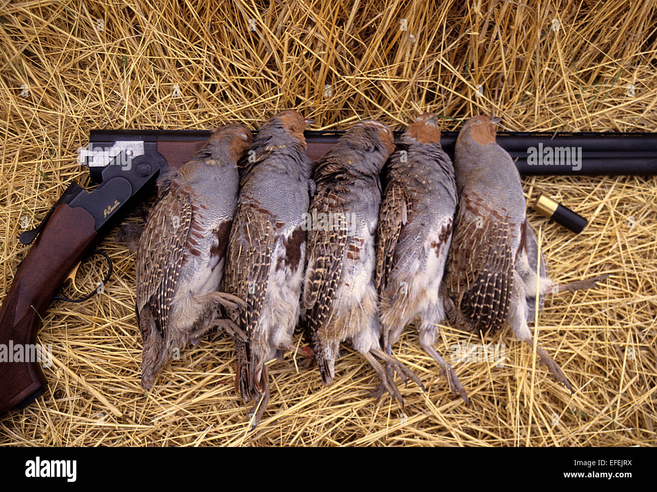 Hungarian or gray partridge (Perdix perdix) and shotgun hunting near ...