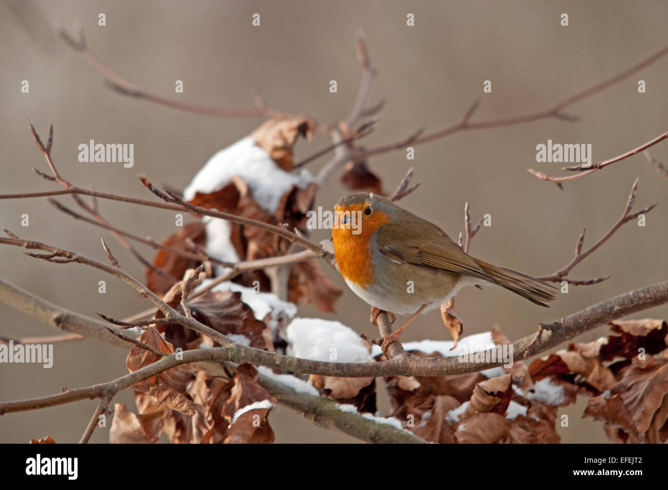 Robin Beech High Resolution Stock Photography and Images - Alamy