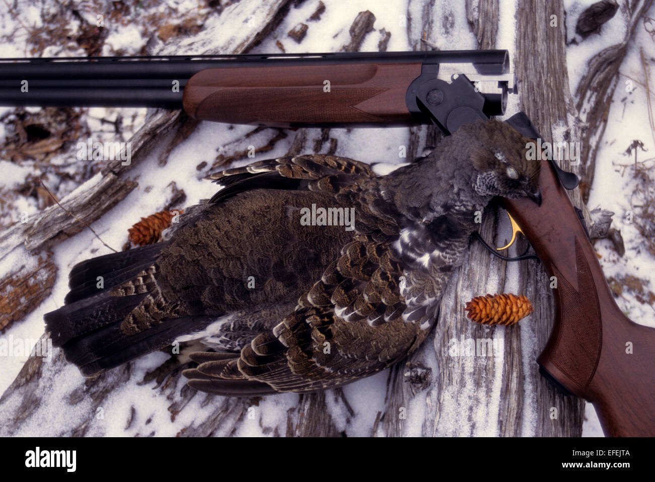 Blue Grouse Hunting