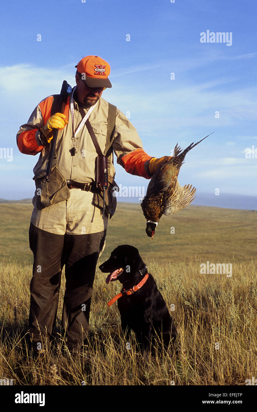 A hunter and labrador retriever with a ring-necked pheasants (Phasianus ...