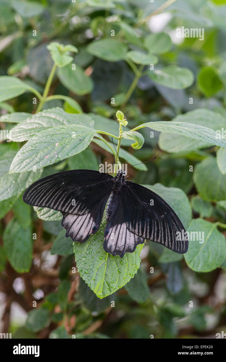 Common Mormon butterfly: Papilio polytes Stock Photo - Alamy