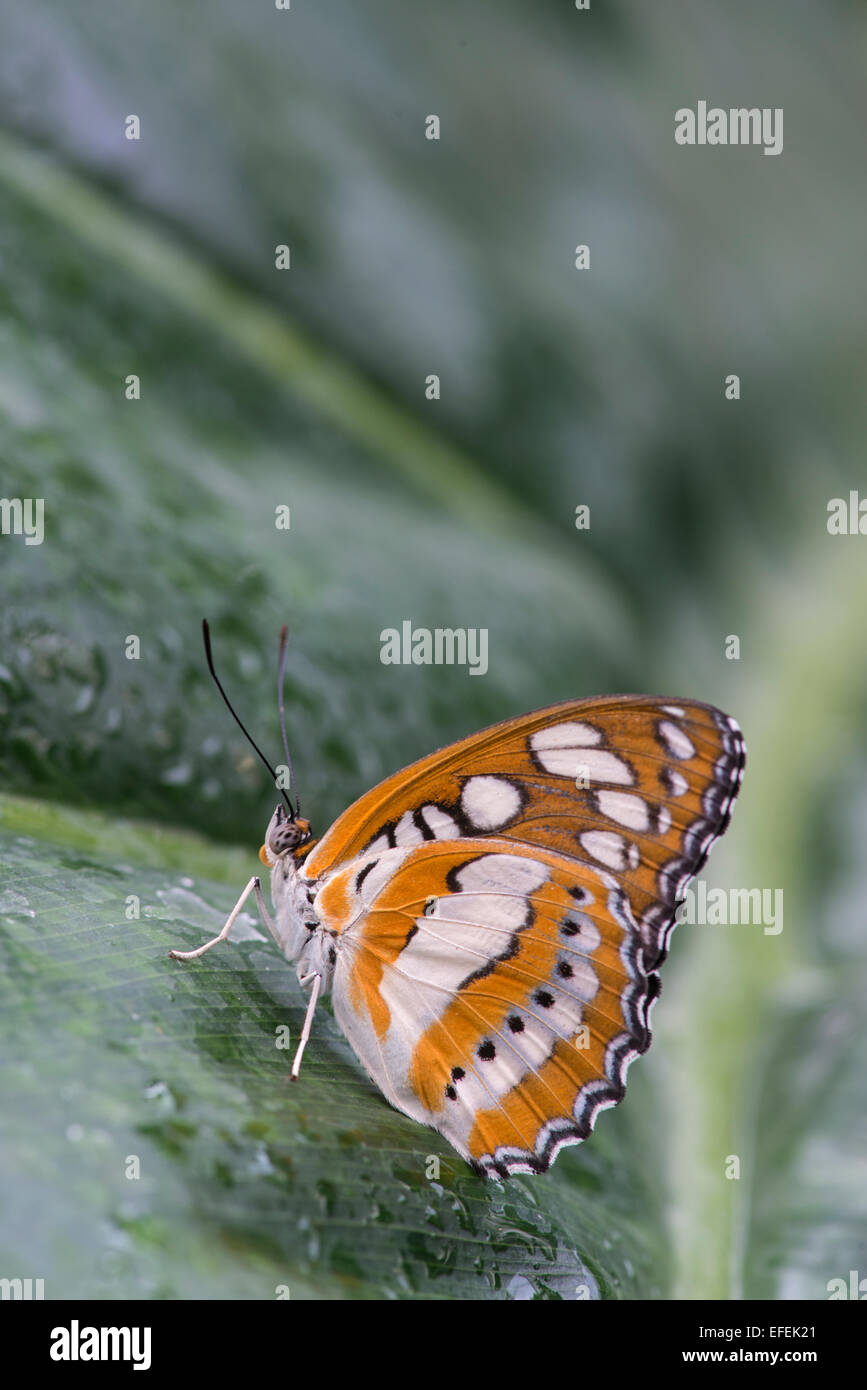 Common Sergeant butterfly: Athyma perius Stock Photo - Alamy