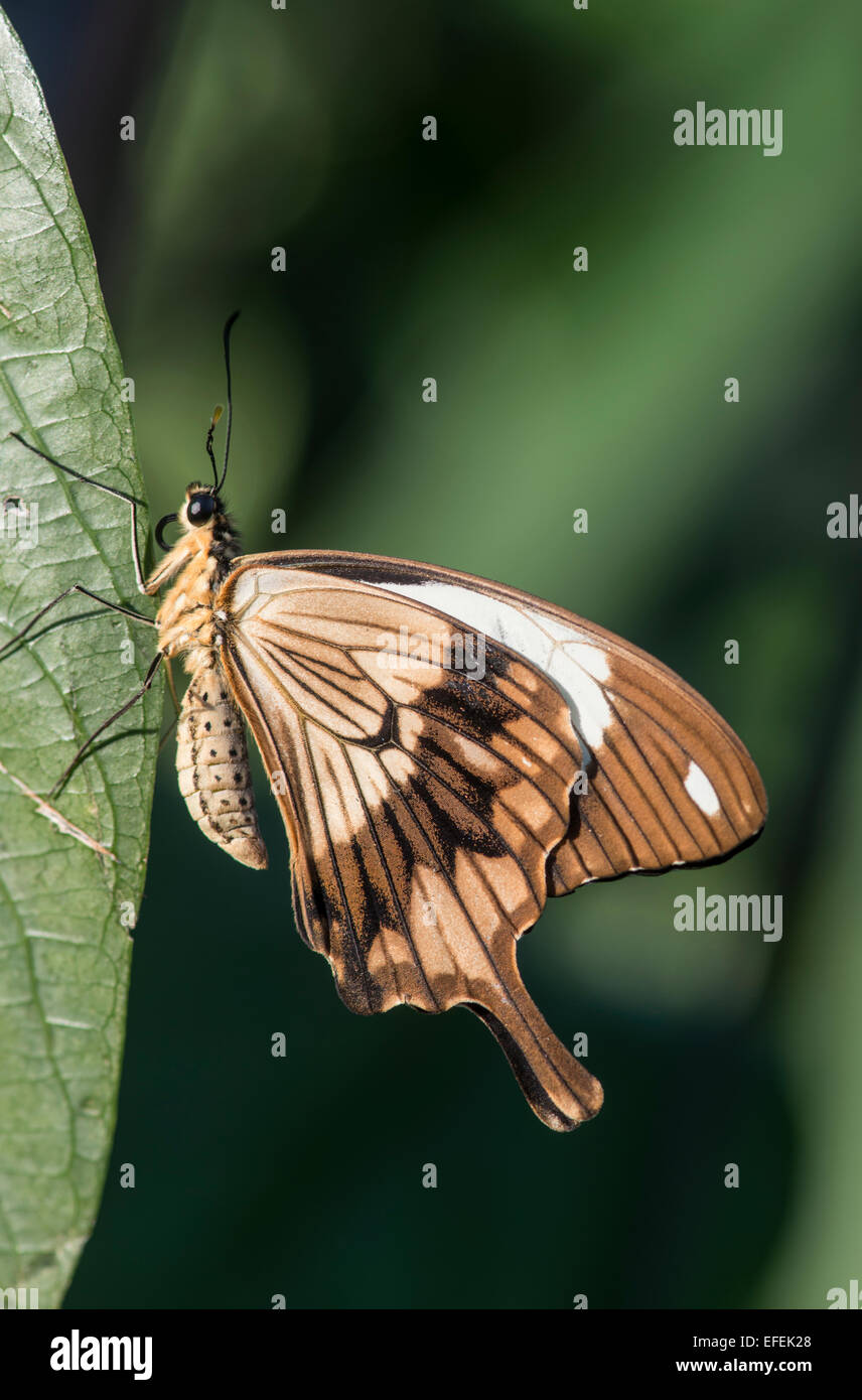 Mocker Swallowtail Butterfly. (Papilio dardanus) Underside of wing ...