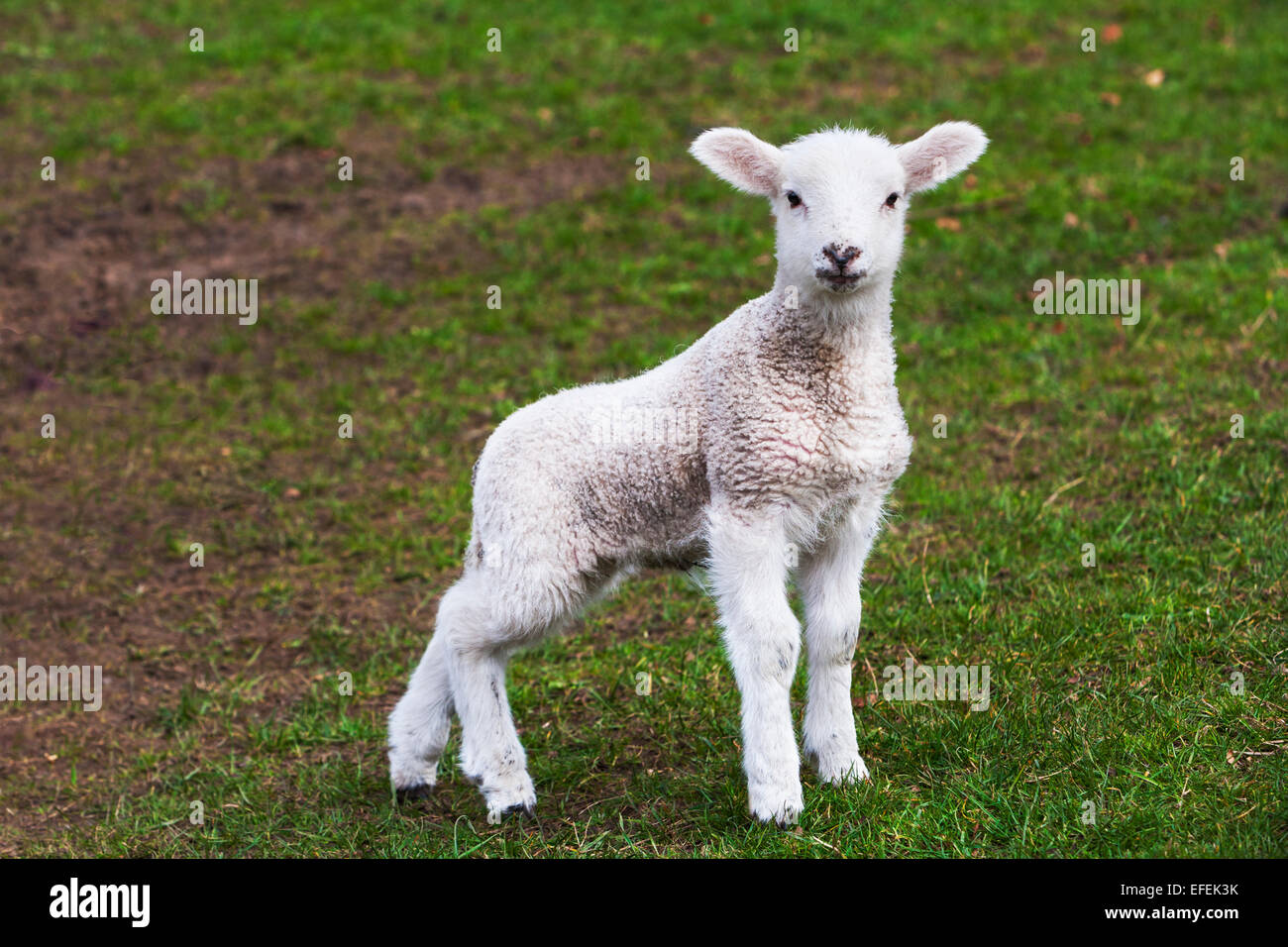 Foot mouth lamb hi-res stock photography and images - Alamy