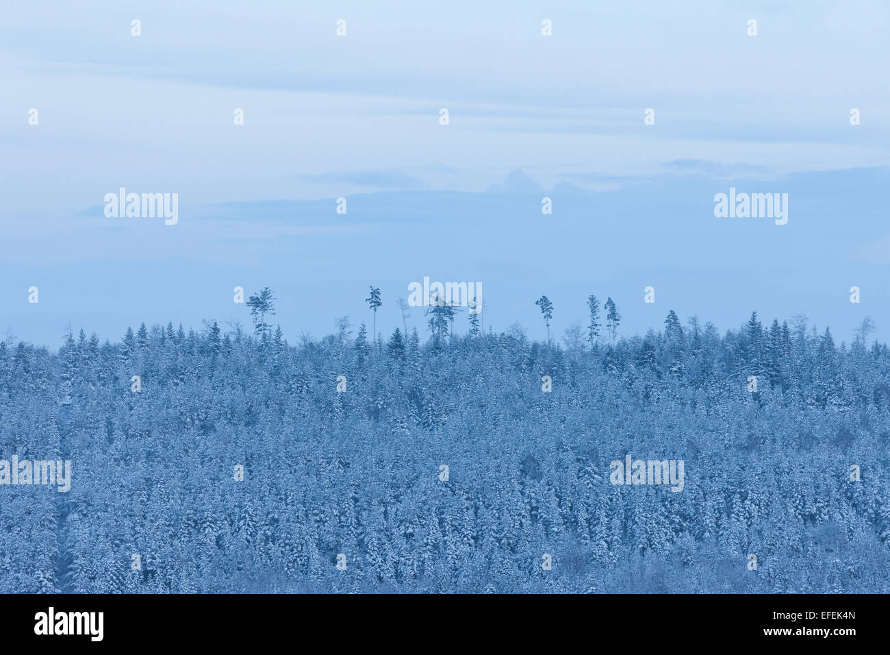 Black Forest covered in snow, Bad Wildbad, view from Sommerberg ...